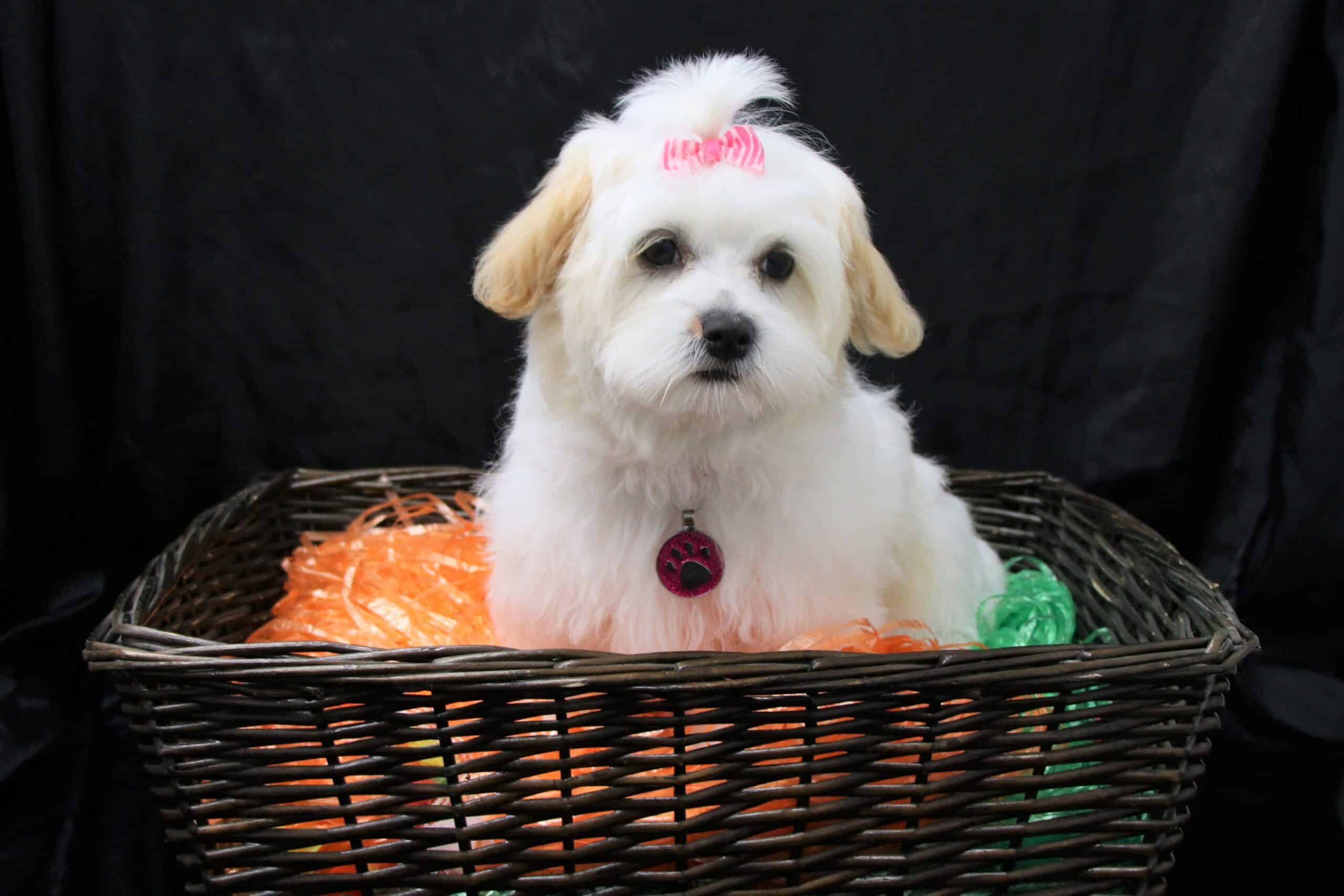 Toni's Pet Station - Ningi - Toni's Pet Station - Ningi