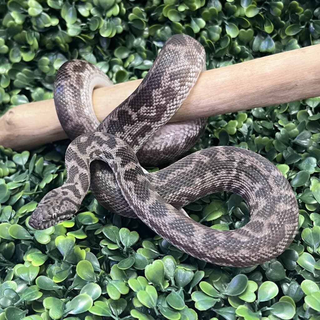 Spotted Pythons - Toni's Pet Station - Ningi