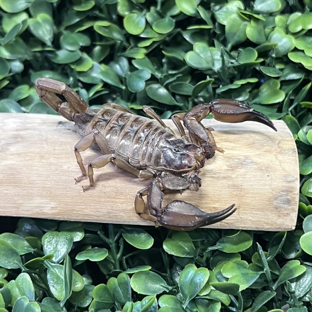 Adult Flinders Range Scorpion - Toni's Pet Station - Ningi