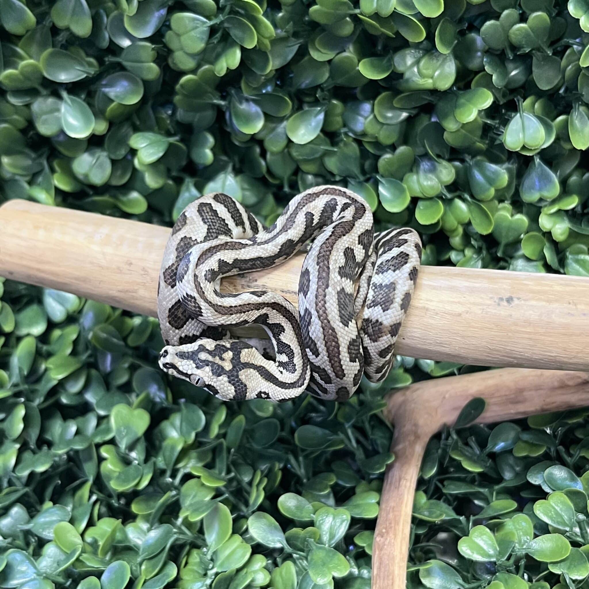 Toni's Pet Station - Ningi - Toni's Pet Station - Ningi