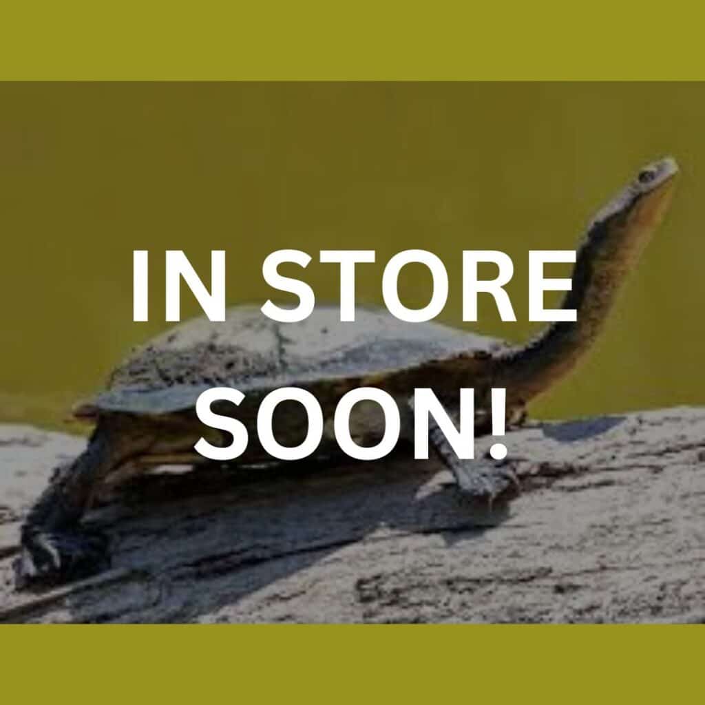 Reptiles -Snakes, Lizards and more - Toni’s Pet Station