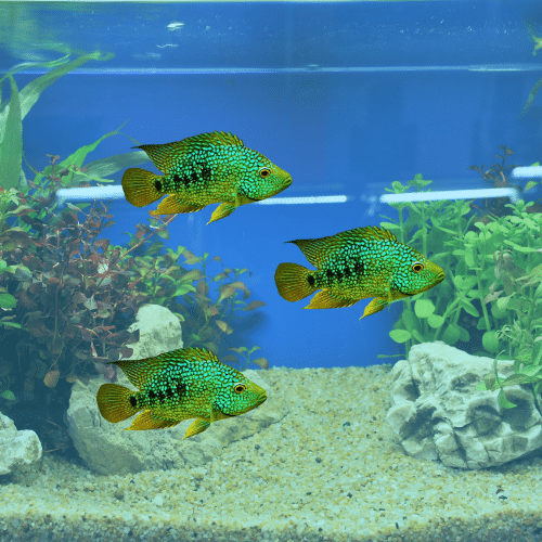 Sugar Green Texas Cichlid - Toni's Pet Station - Ningi