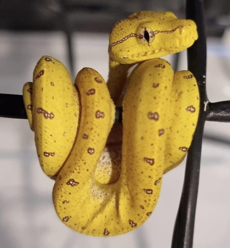 Reptiles -Snakes, Lizards and more - Toni’s Pet Station