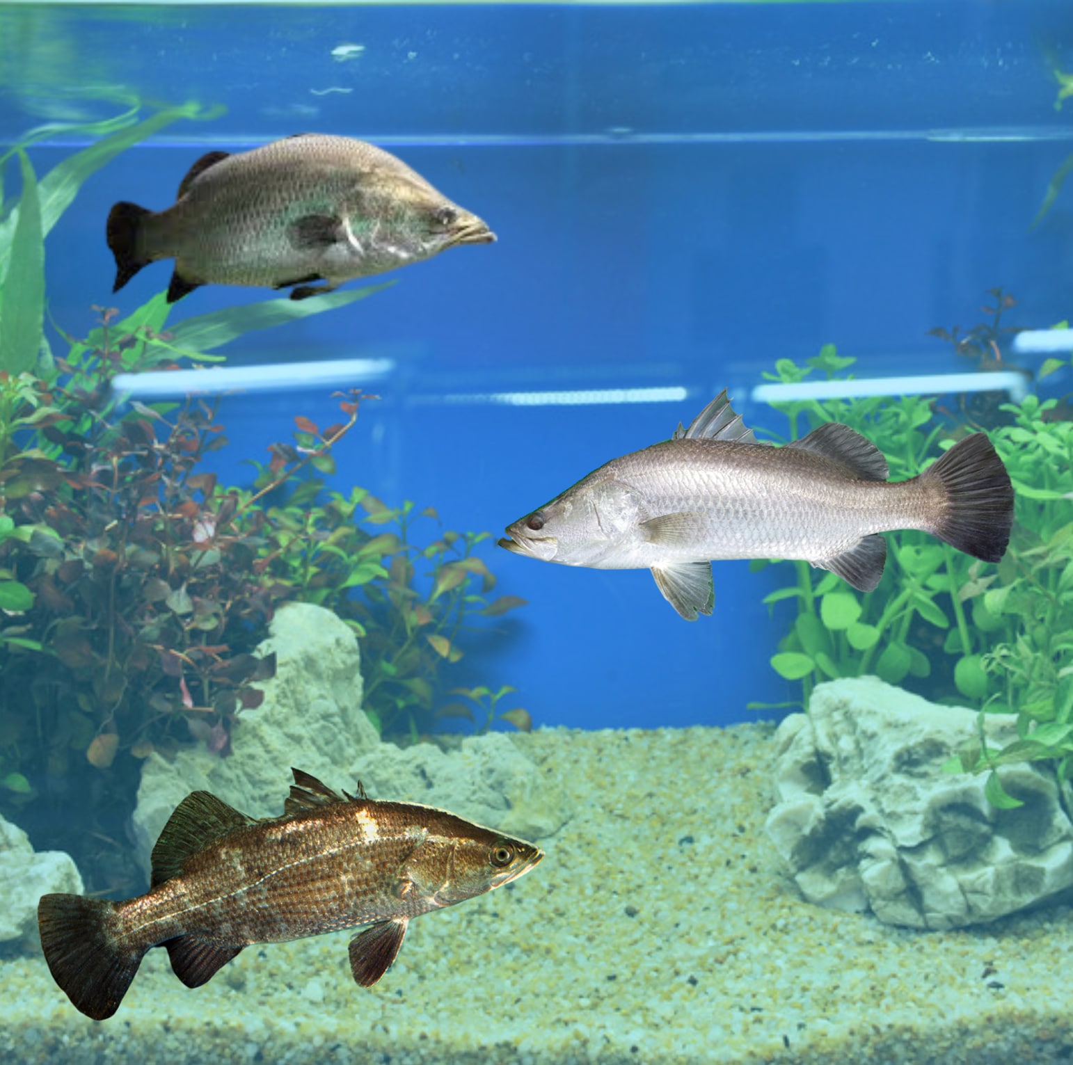 Barramundi - Toni's Pet Station - Ningi