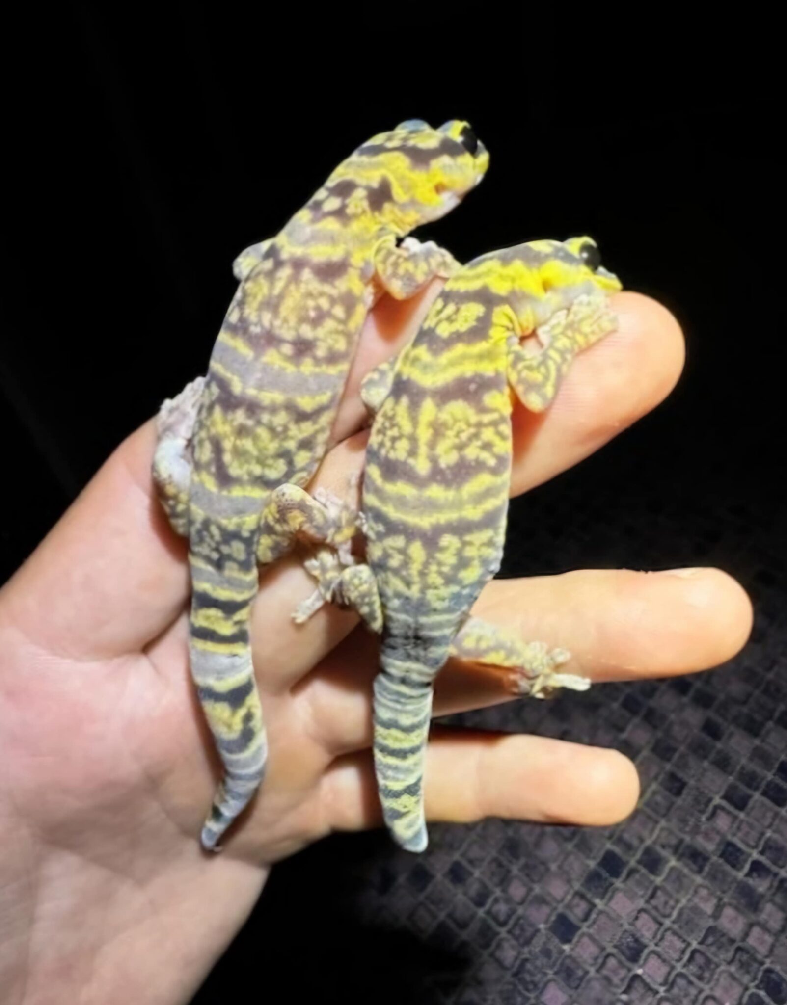 Marbled Velvet Geckos: The Ultimate Care Guide for Australia
