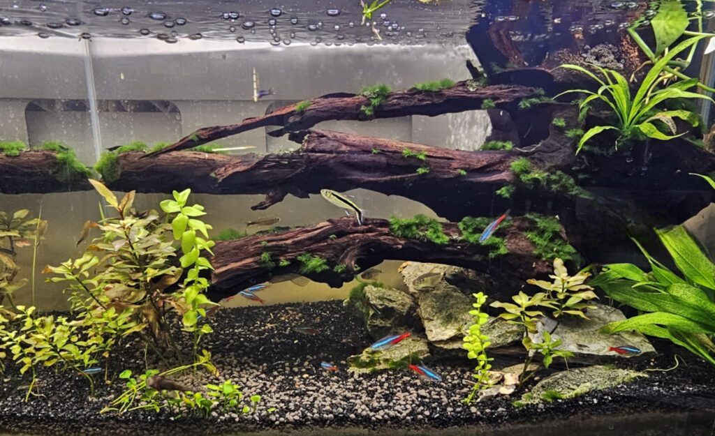 Your Top Beginner Fish for Home Aquarium - Tonis Pet Station
